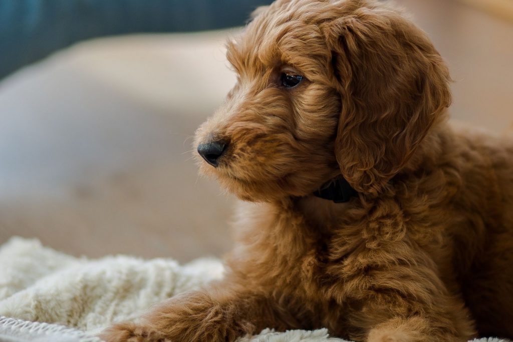 The Petite Goldendoodle: A Glimpse Of This Adorable Hybrid