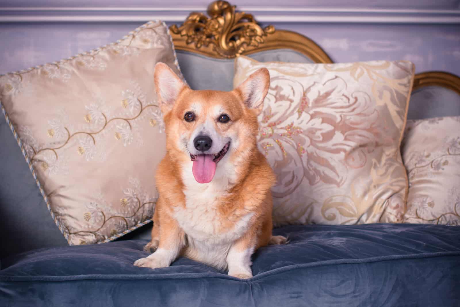 Teacup Corgi: Why Is It So Small And Cute?