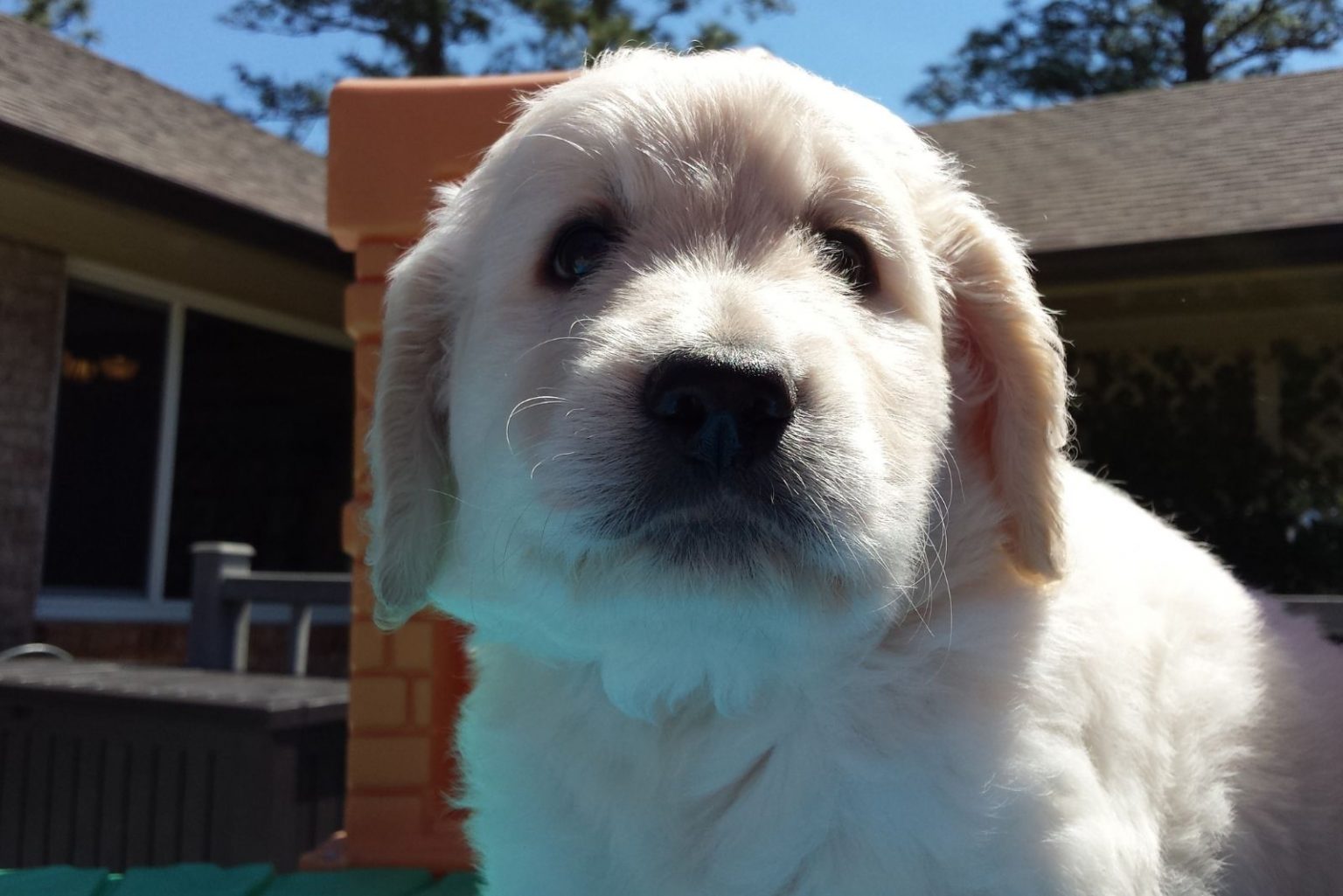 The English Cream Goldendoodle – A Complete Guide To This Poodle Mix