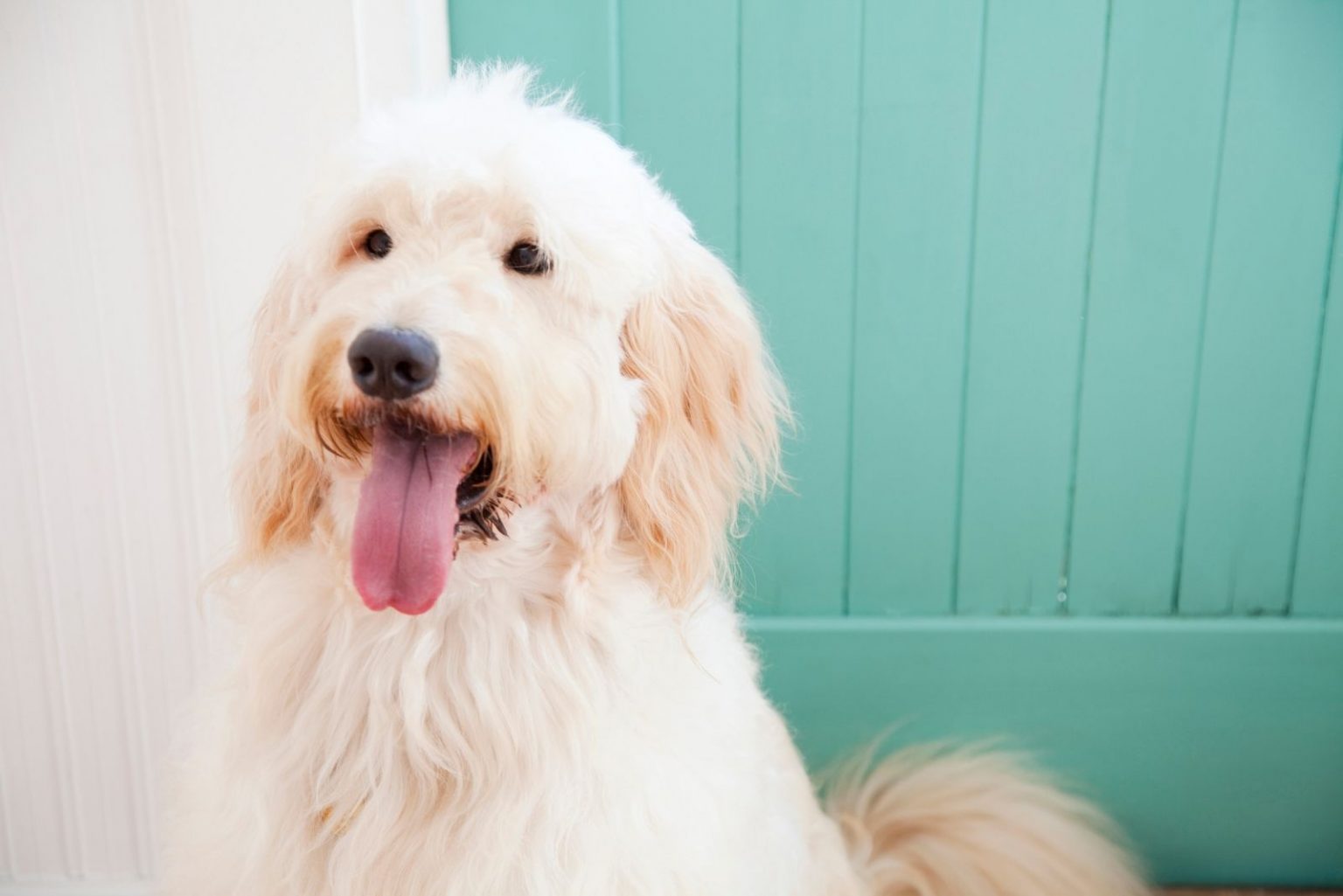 English Cream Goldendoodle: Here's What You Need To Know