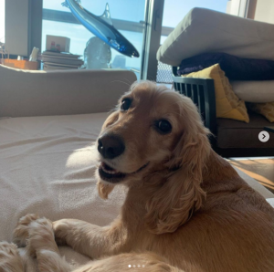 Do Cocker Spaniels Shed: Everything You Need To Know