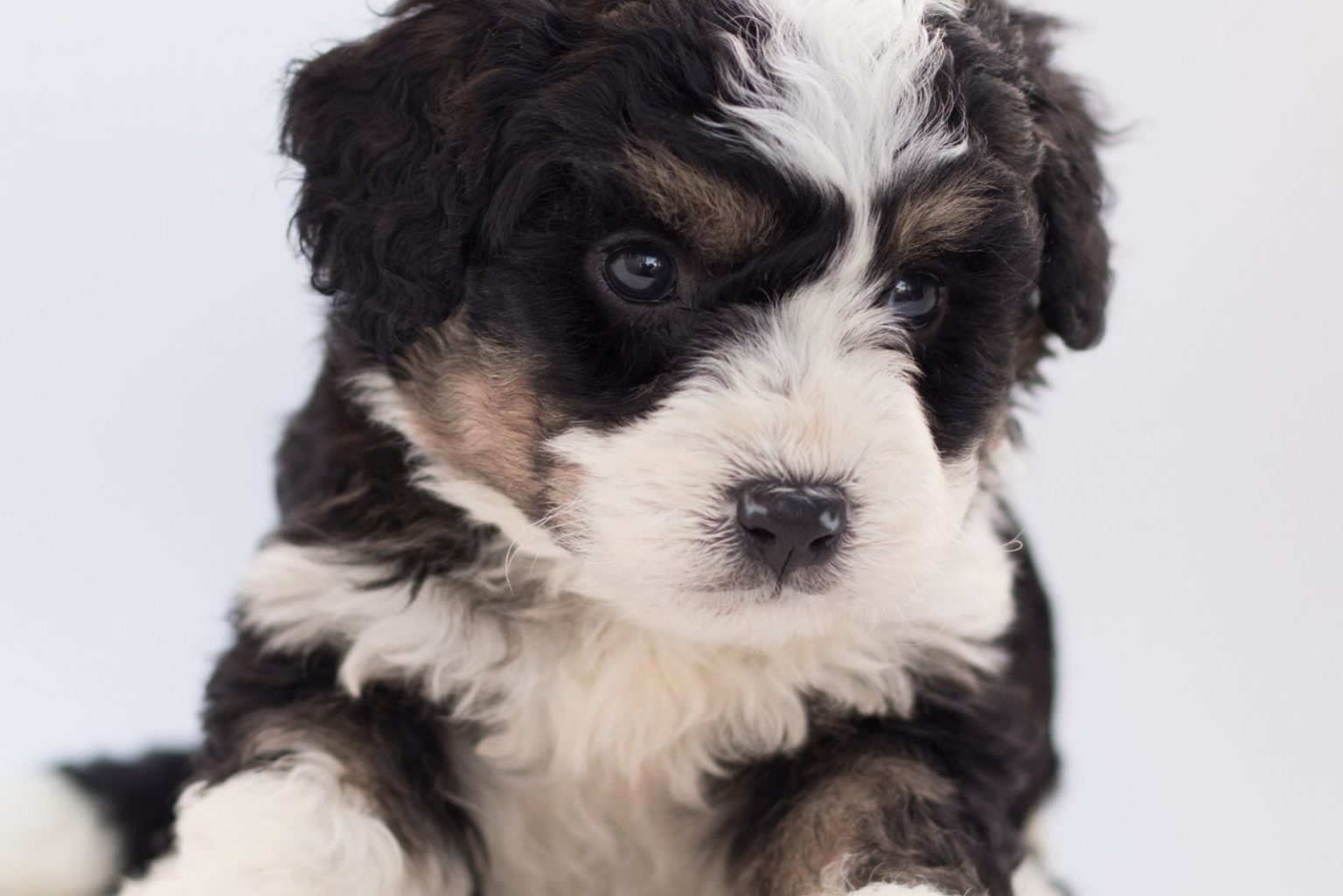 Australian Bernedoodle: All There Is To Know About This Dog