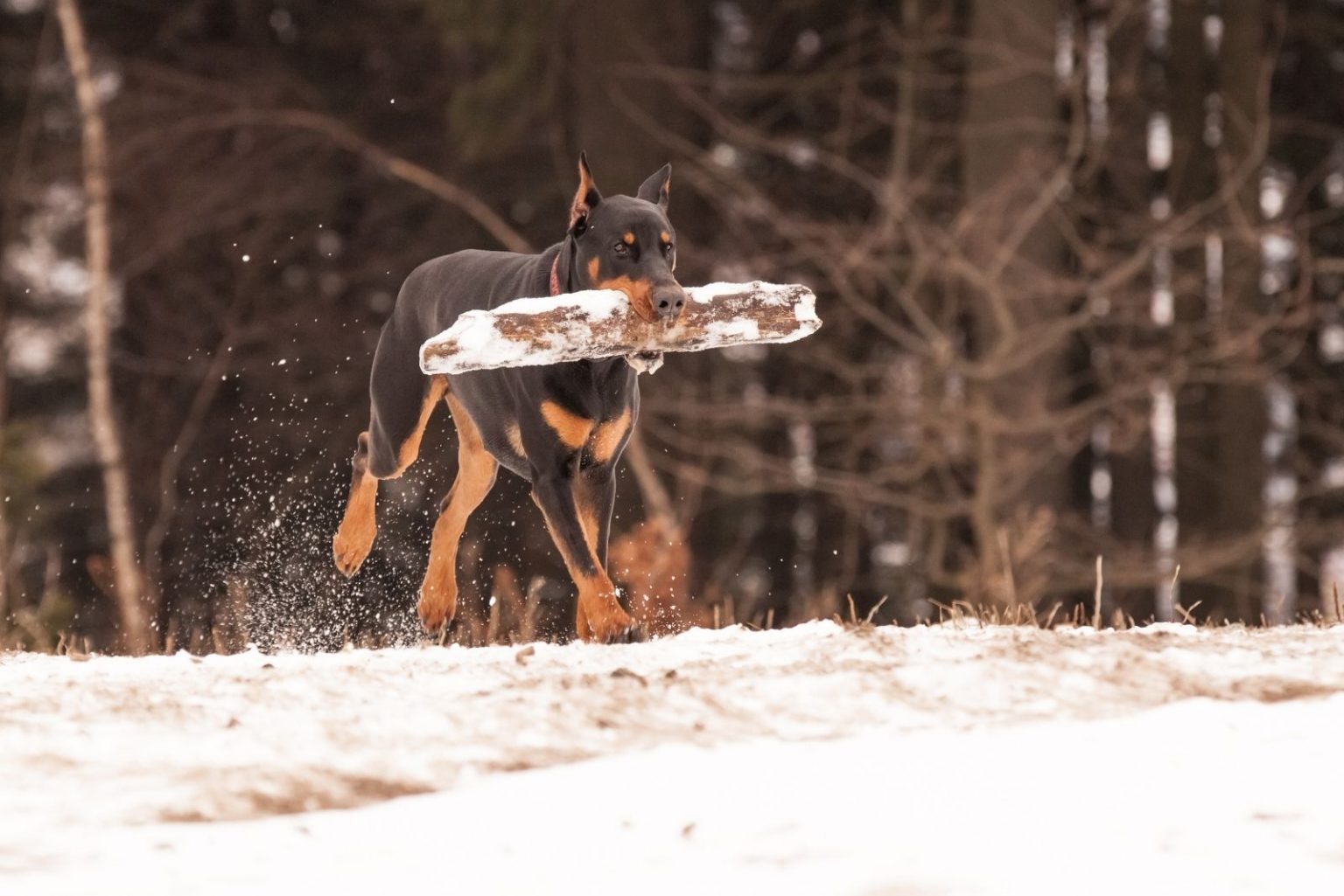 How Much Do Dobermans Shed? FAQ About Doberman Shedding