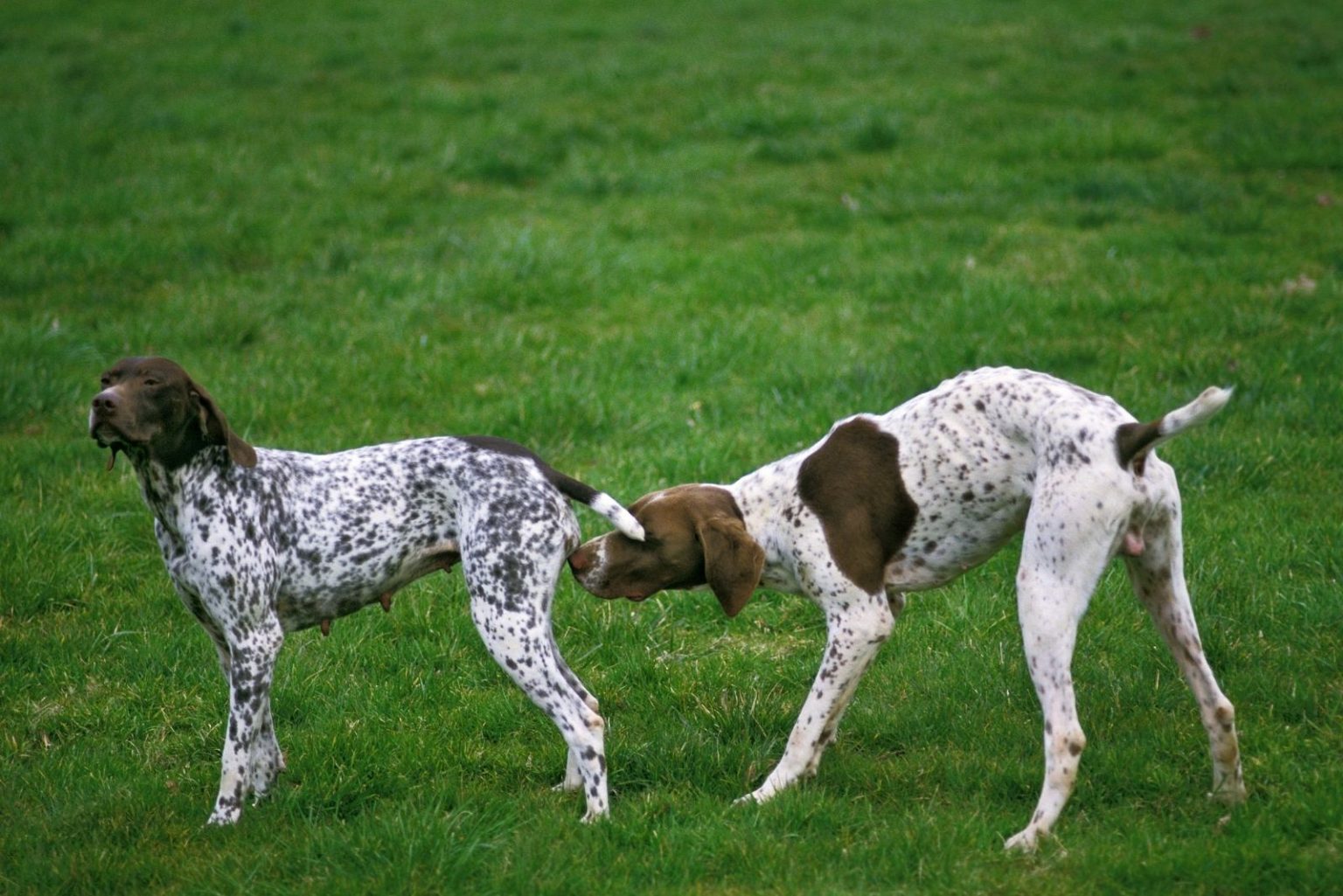 A Dog in Heat: What to Expect From a Female Dog After Mating