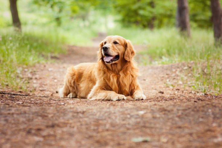 English Vs American Golden Retriever - Comparison Guide