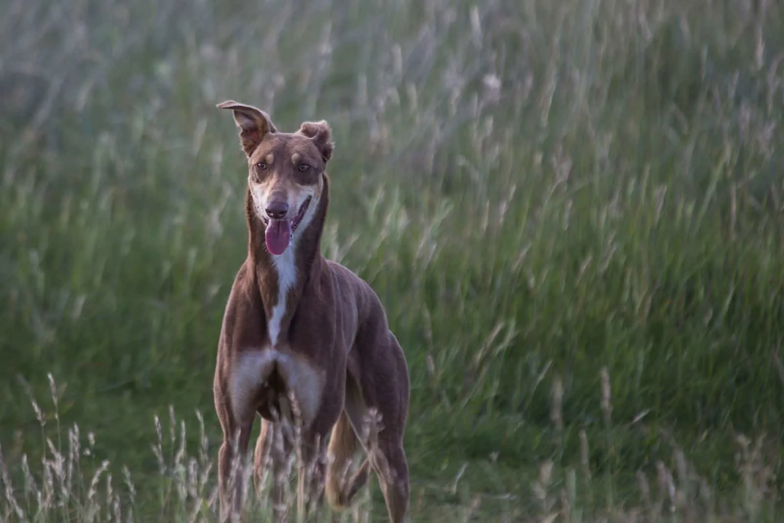 Do Greyhounds Shed Hair