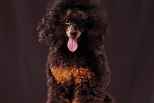 Phantom Poodle - The Color And Beyond