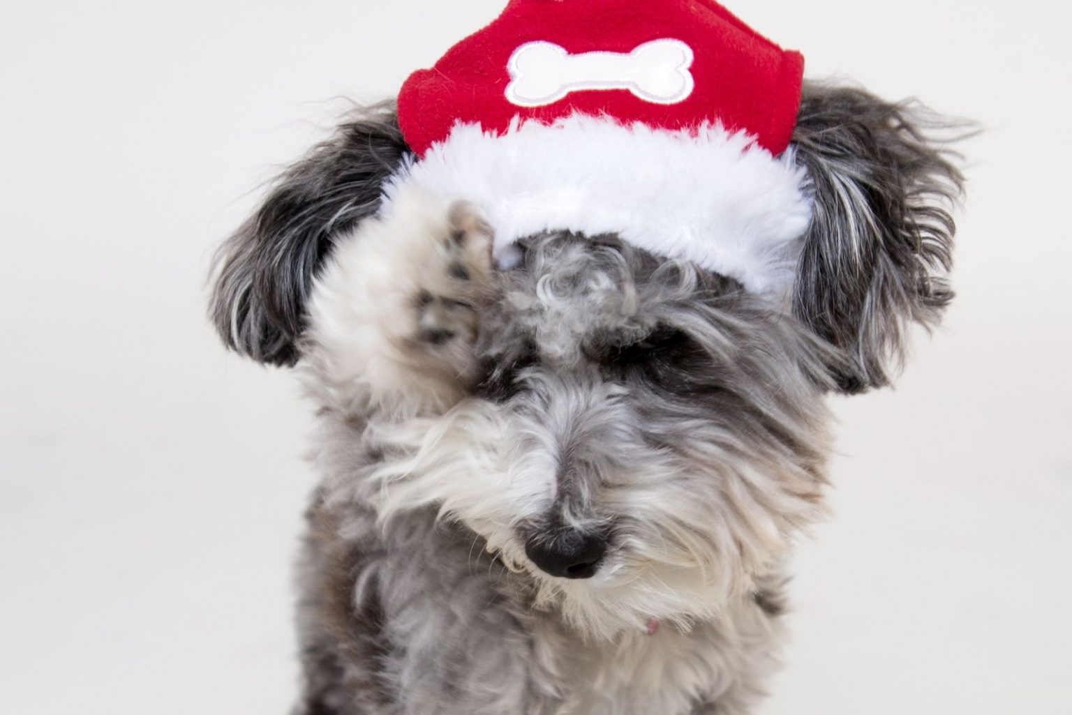 The Merle Poodle: What Lies Behind This Dog Breed