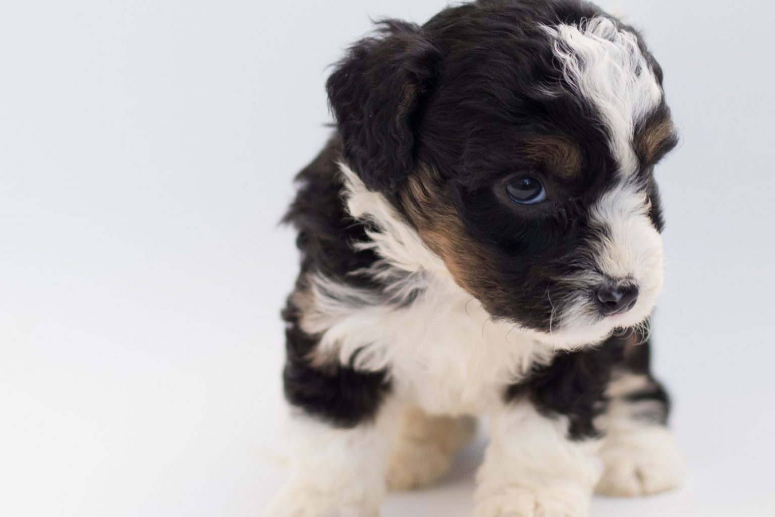 Australian Bernedoodle: All There Is To Know About This Dog