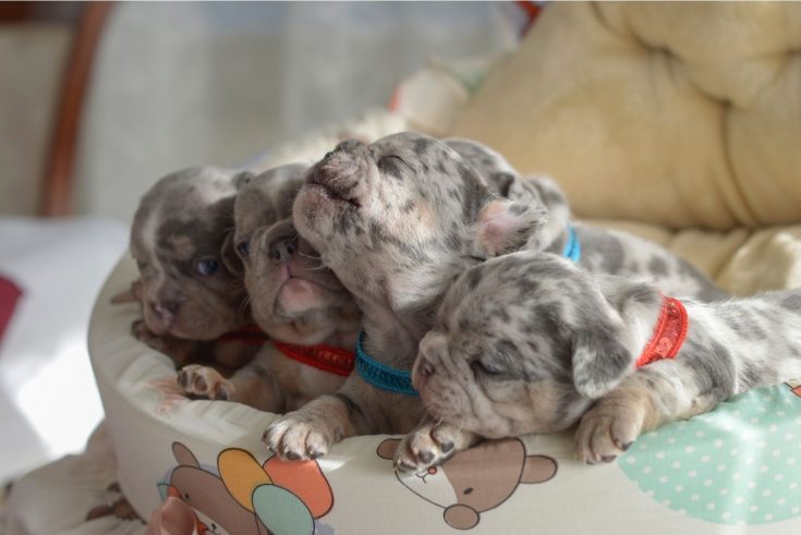 The Blue Merle Bulldog: The French And English Edition