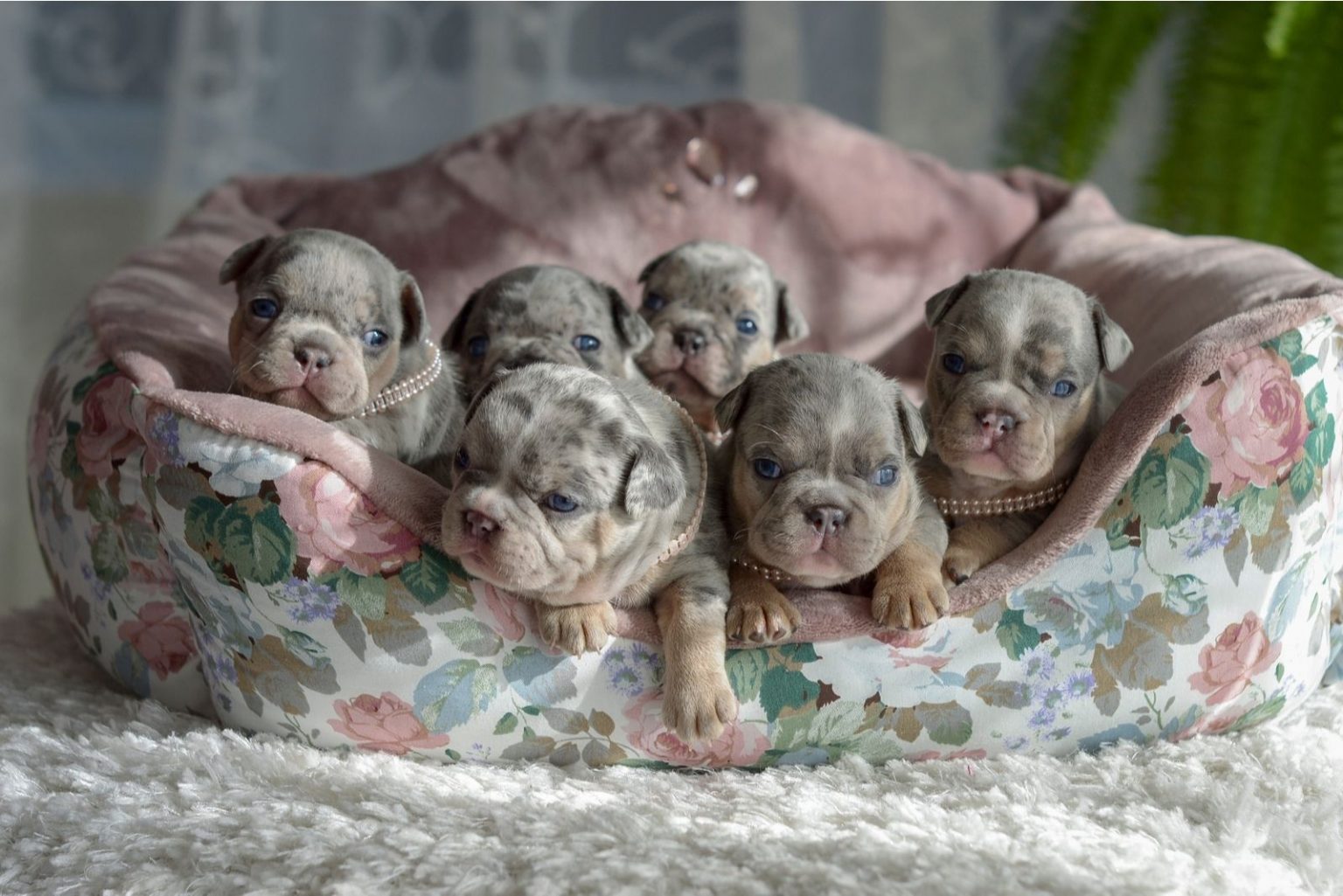 The Blue Merle Bulldog: The French And English Edition