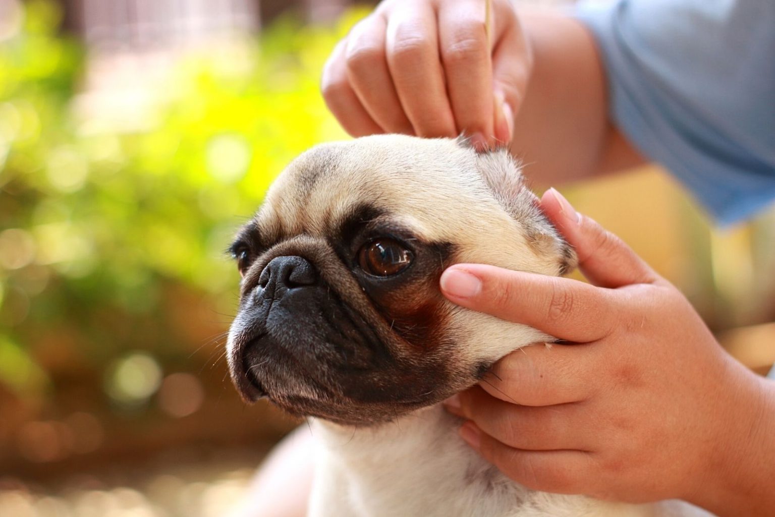 Dog Ear Plucking: Is It Necessary Or Harmful?