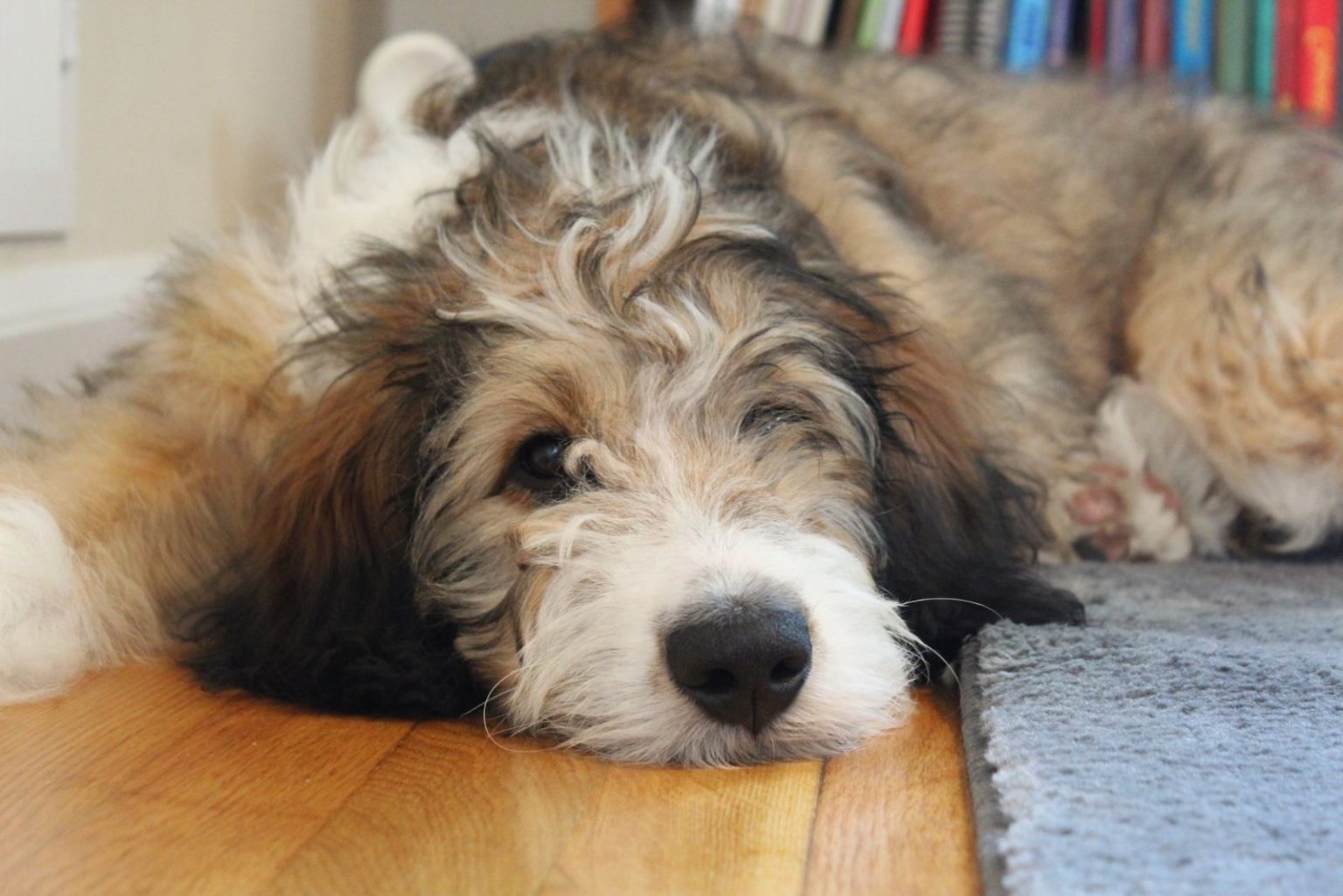 A Sable Bernedoodle: A Potentially Good Dog For Your Family?