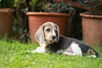 Blue Tick Beagle - A Complete Guide for Beginner Owners