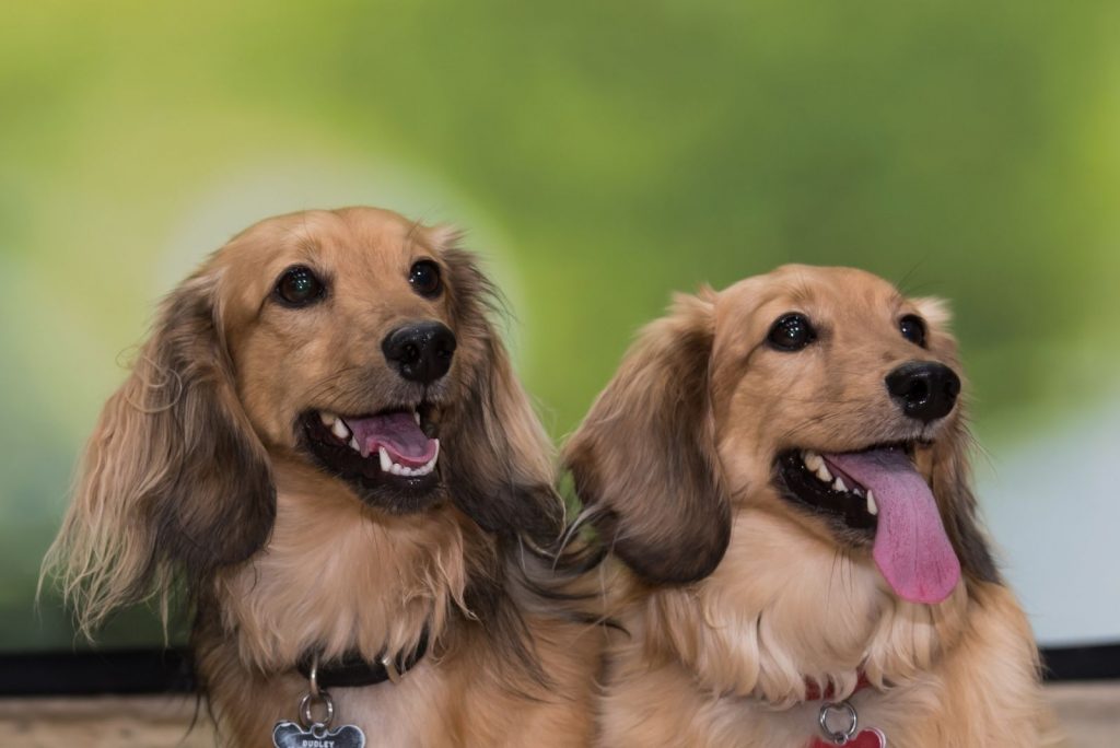 English Cream Dachshund - A Guide To The Most Beautiful Sausage Dog
