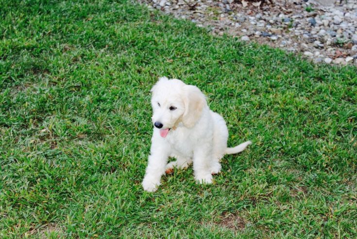 F1B Goldendoodle - All About Doodle Generations