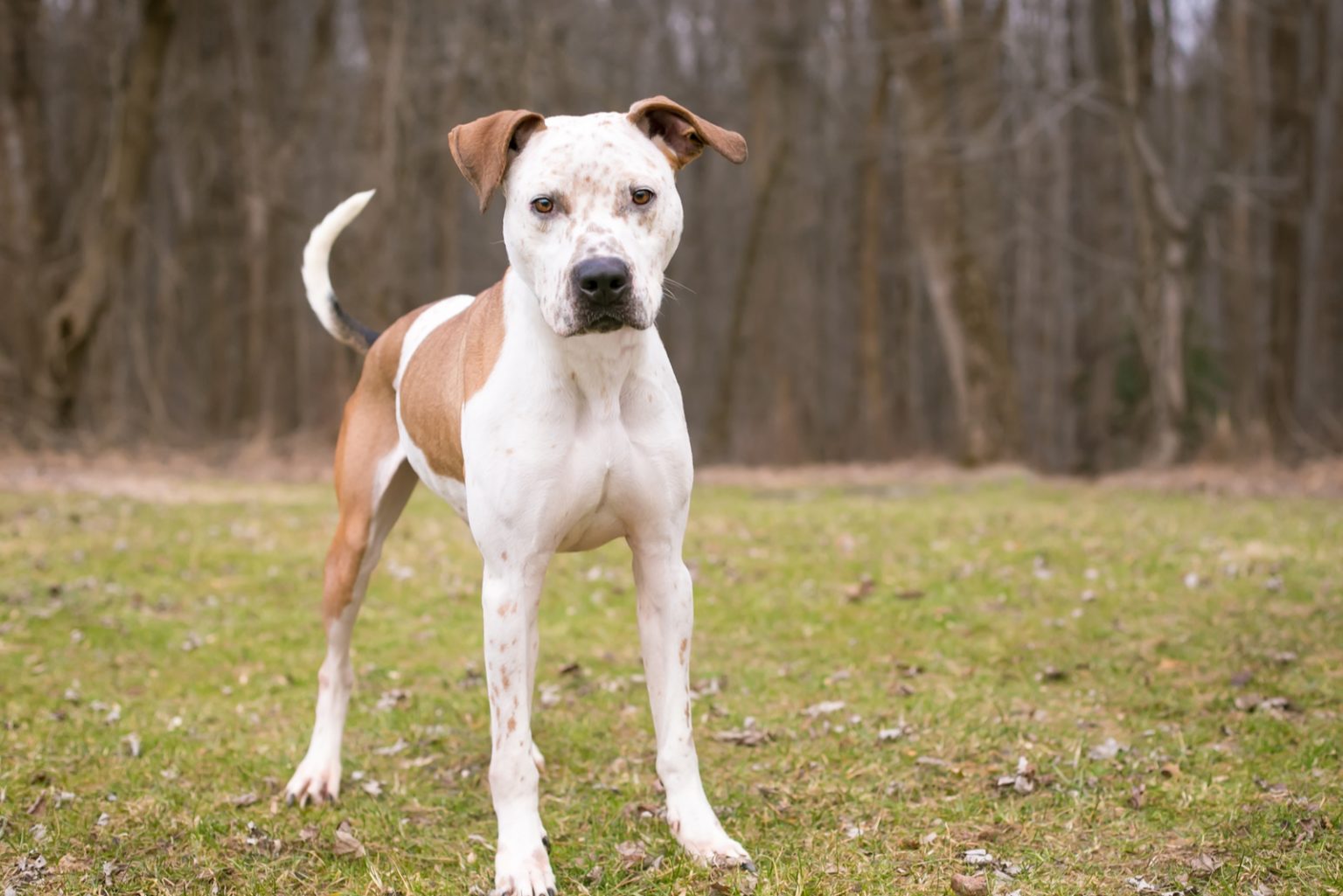 The Catahoula Pit Mix: A Mix You Never Heard Of Before
