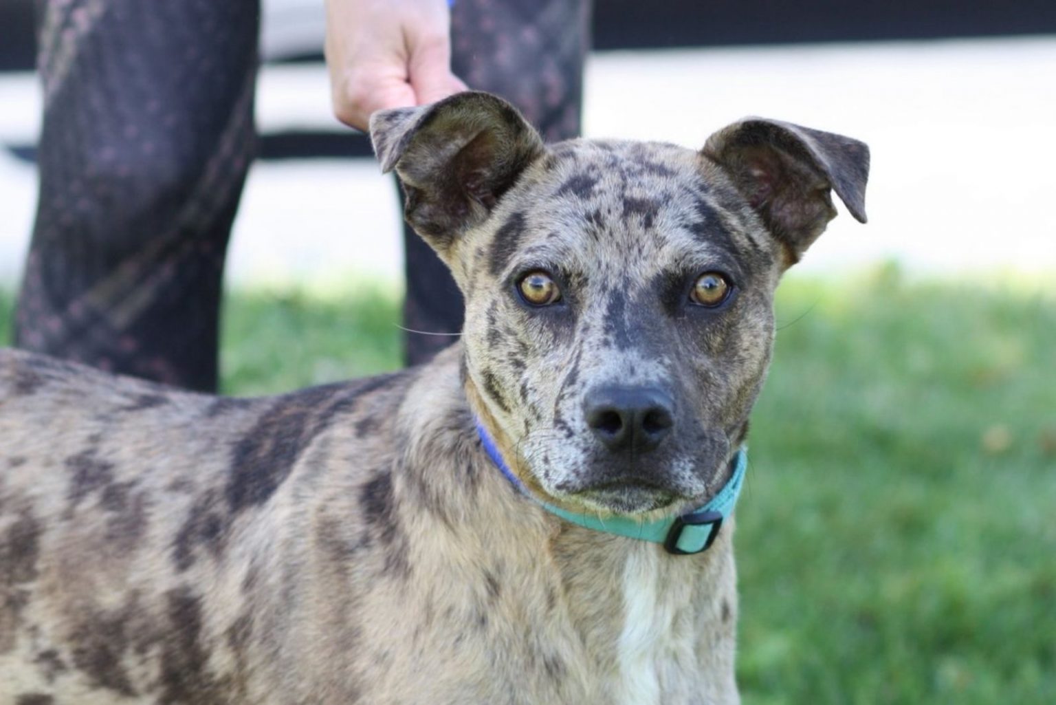The Catahoula Pit Mix: A Mix You Never Heard Of Before