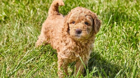 F1 Mini Goldendoodle: All About This Adorable Dog