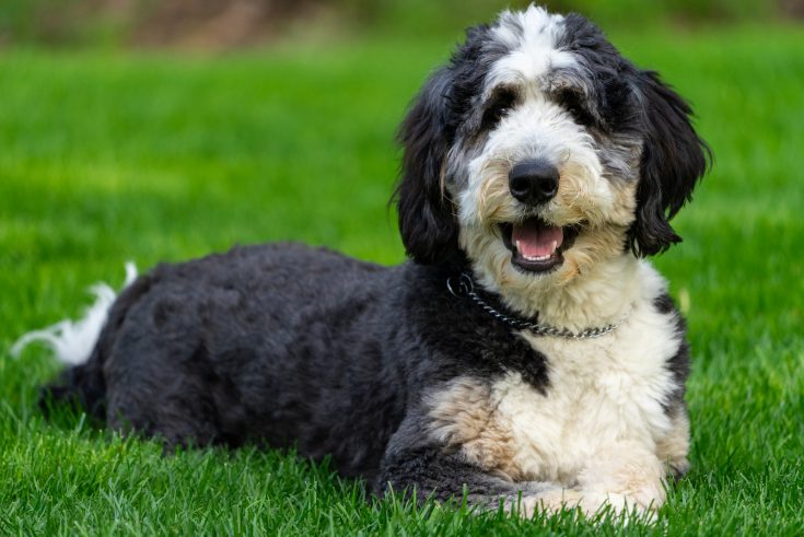 All About F1B Bernedoodles & Differences Among Generations