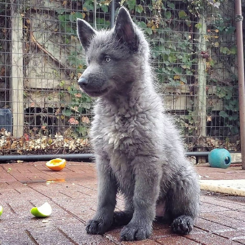Blue Bay Shepherd: The Mysterious Wolf-Like Beauty