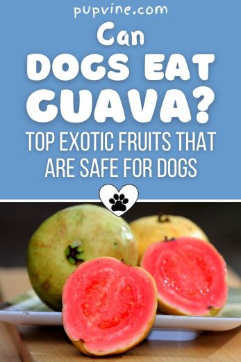 Can Dogs Eat Guava? Top Exotic Fruits That Are Safe For Dogs