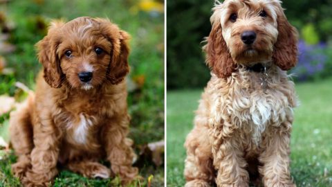 Cavapoo Vs Cockapoo: Which Mix Is A Better Choice For You?