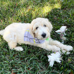 English Cream Goldendoodle: Here's What You Need To Know