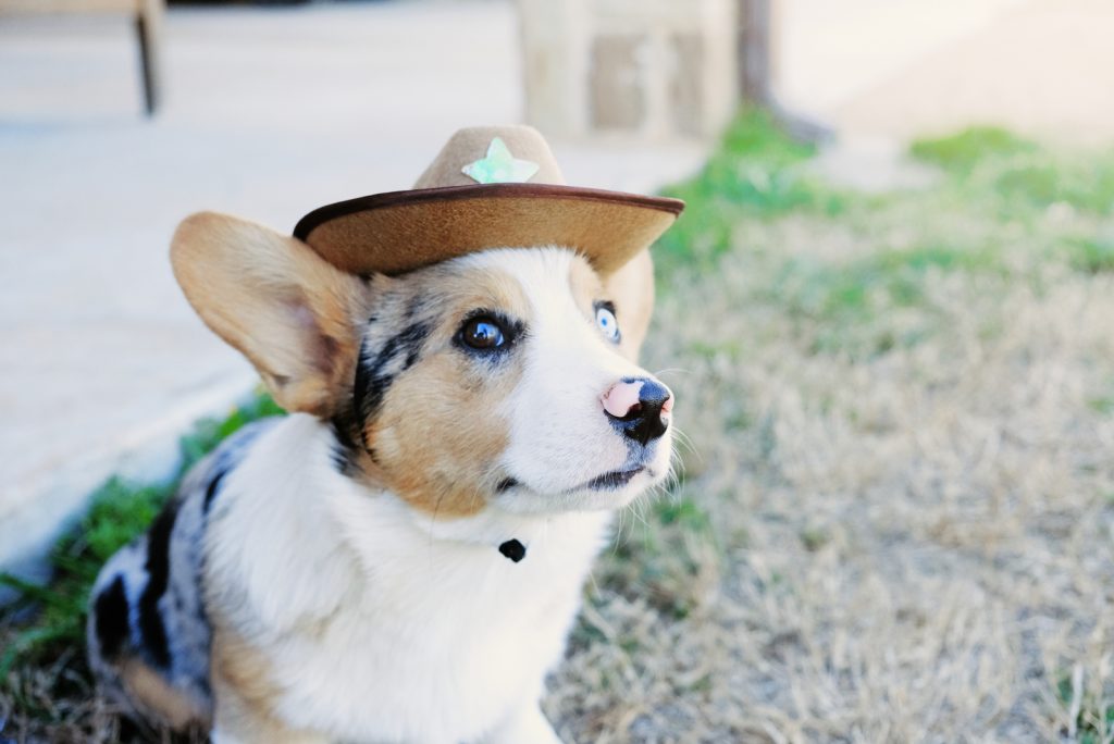 A Quick Guide To Cowboy Corgis: Your Questions Answered