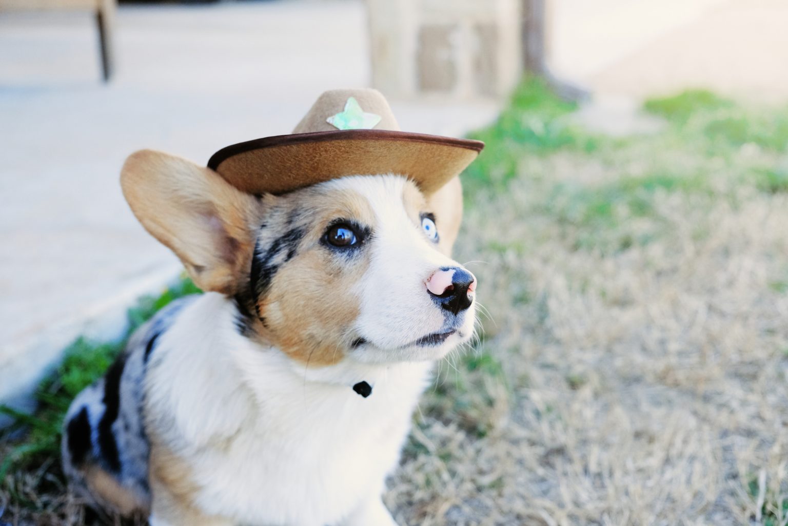 A Quick Guide To Cowboy Corgis: Your Questions Answered