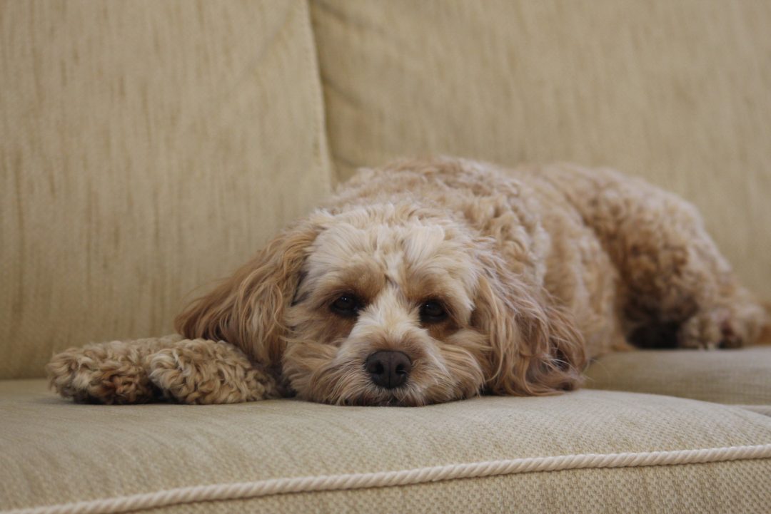 Do Cavapoos Shed? All Important Info On These Dogs' Coats