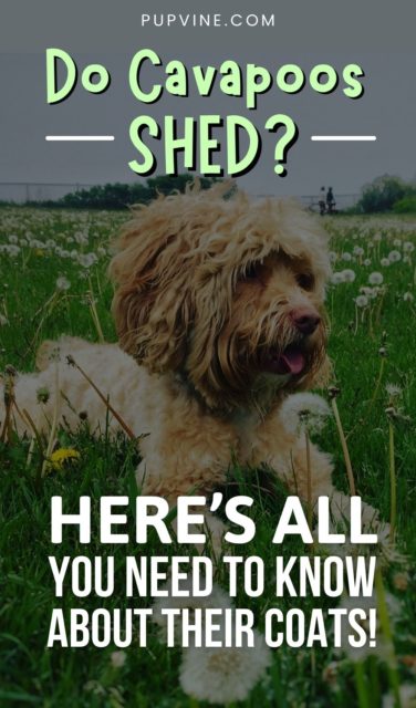 Do Cavapoos Shed? All Important Info On These Dogs' Coats