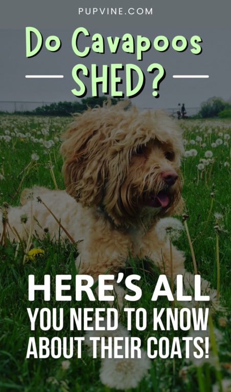 Do Cavapoos Shed? Here’s All You Need To Know About Their Coats!