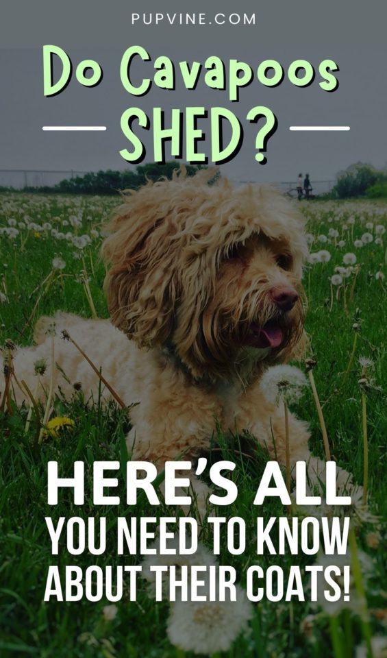 Do Cavapoos Shed? All Important Info On These Dogs' Coats
