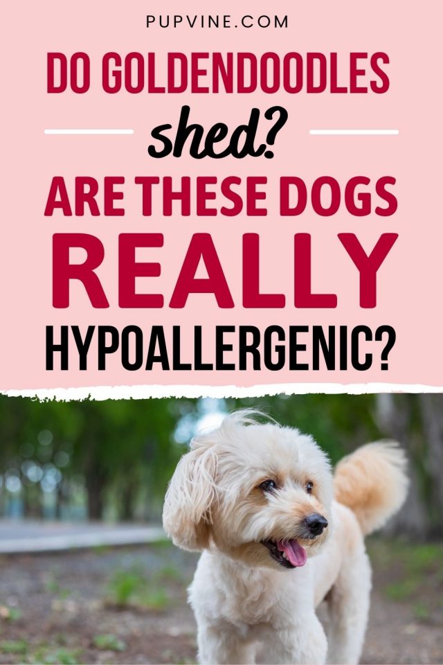 Do Goldendoodles Shed? An Honest Guide To Doodle Shedding