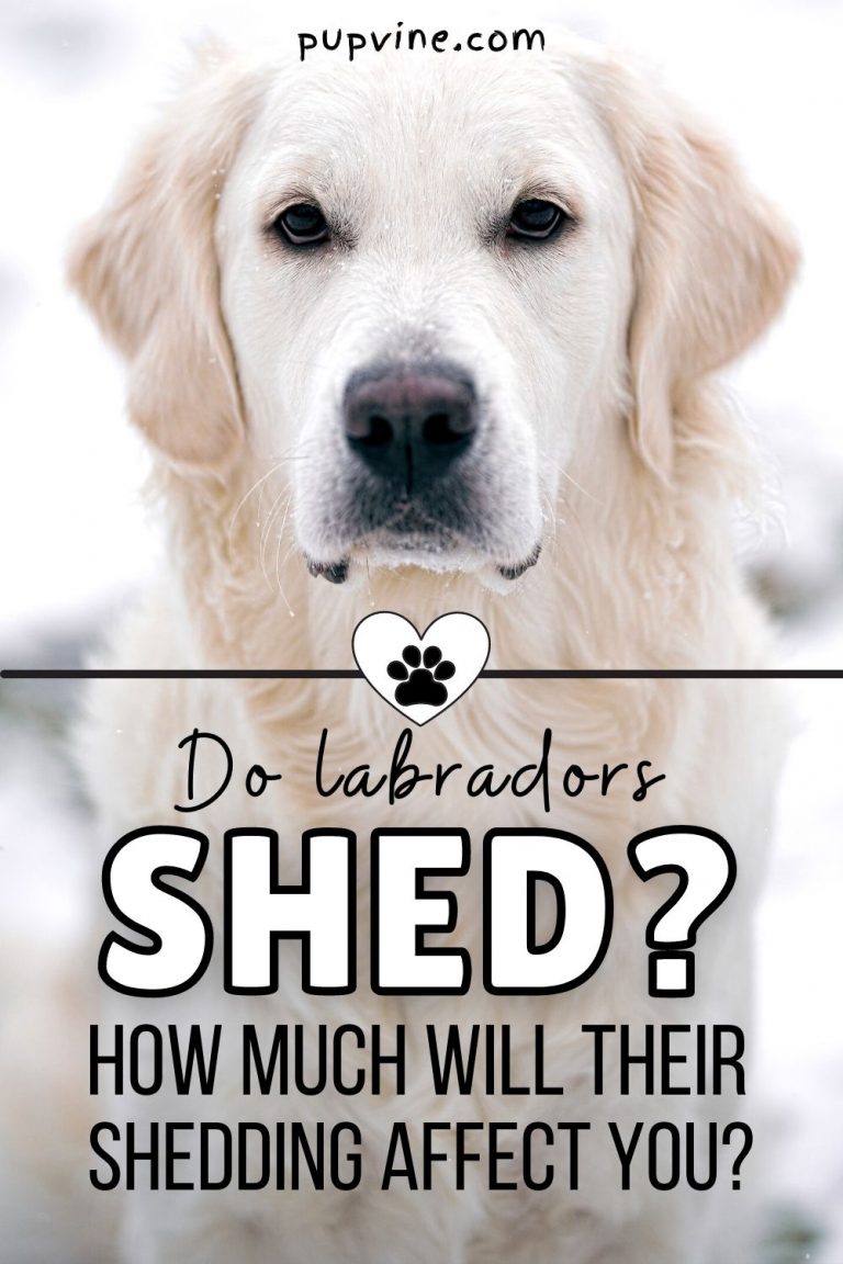 Do Labradors Shed? A Complete Guide To Labrador Shedding