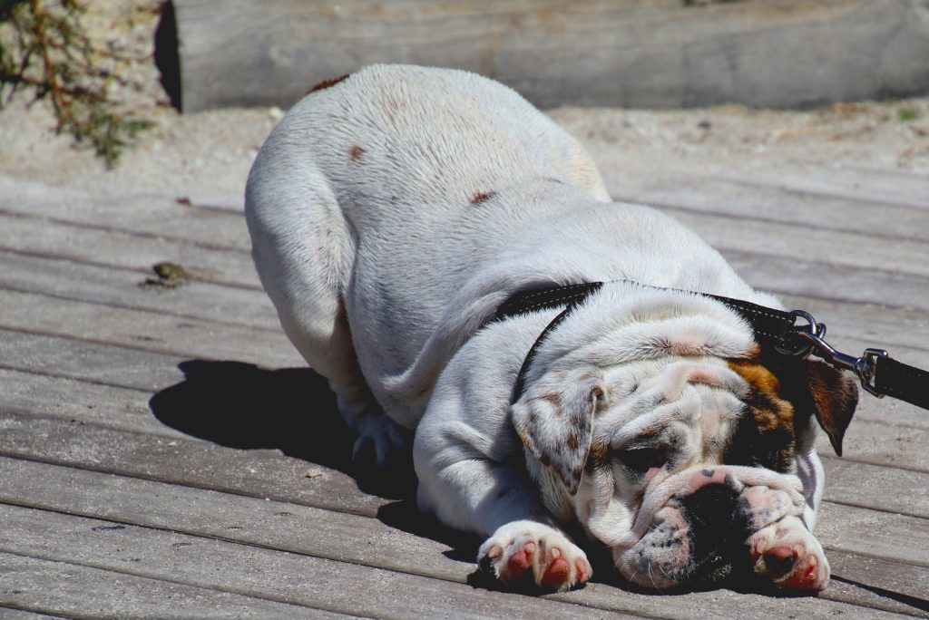 Is Your Dog Refusing To Walk? Here's What You Can Do To Help