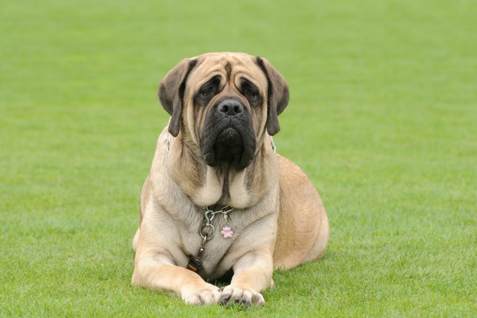 The German Shepherd Mastiff Mix: All On This Amazing Giant