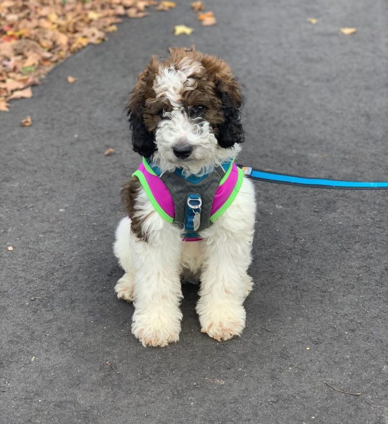 All About F1B Bernedoodles & Differences Among Generations