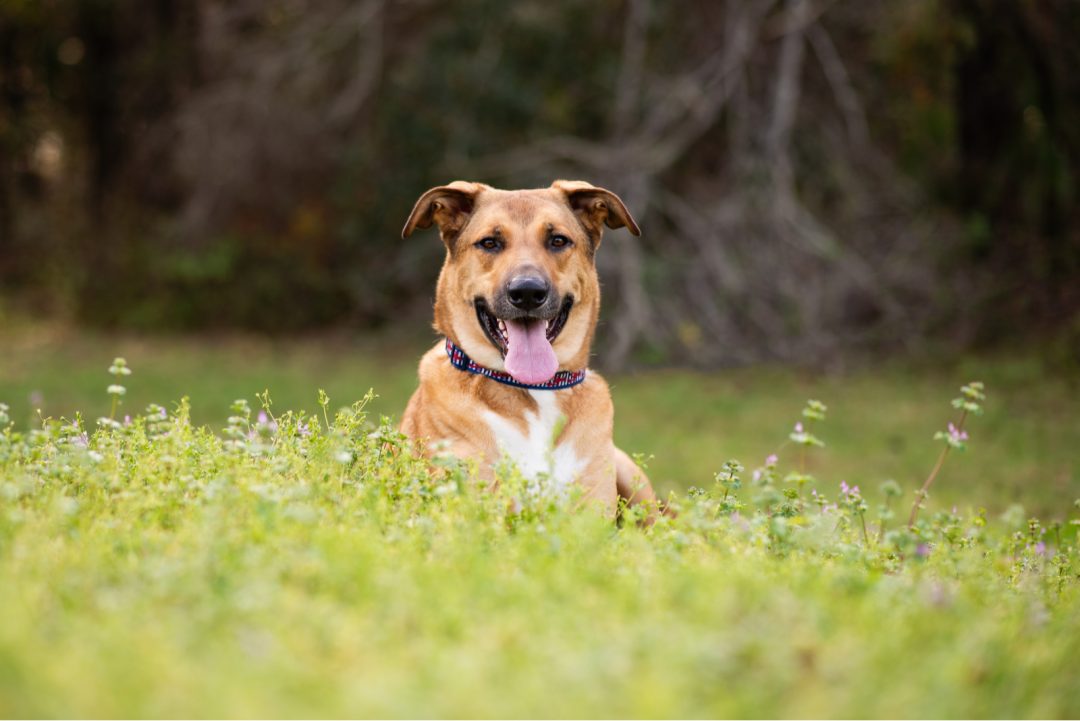 The German Shepherd Mastiff Mix: All On This Amazing Giant