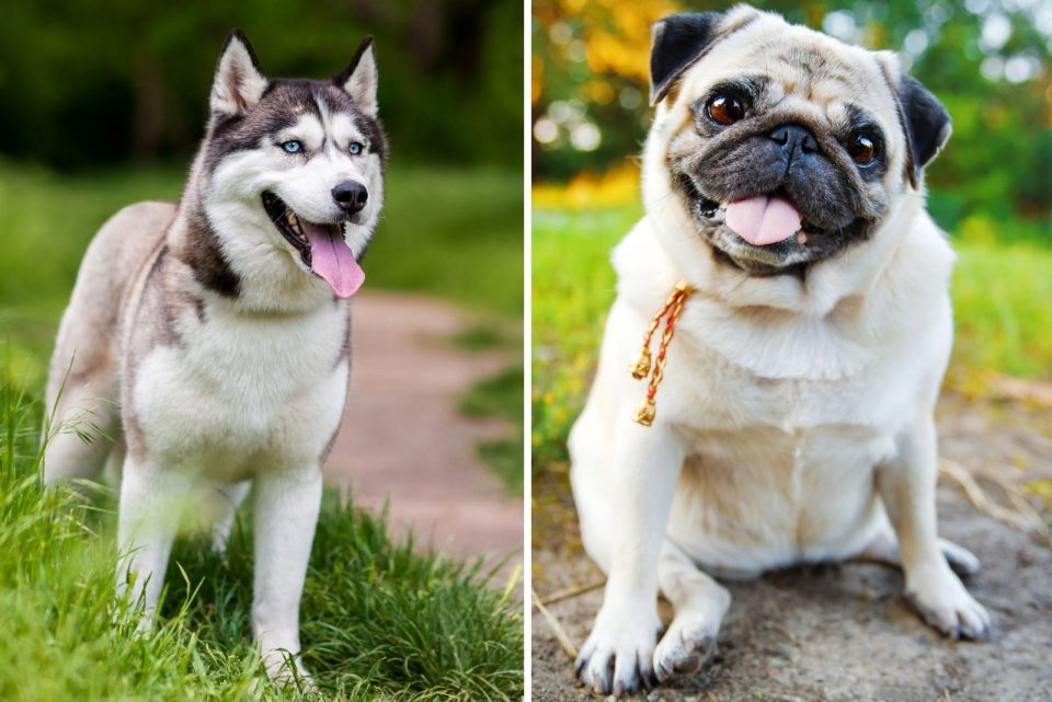 Husky Pug Mix: Meet The Quirky Cross