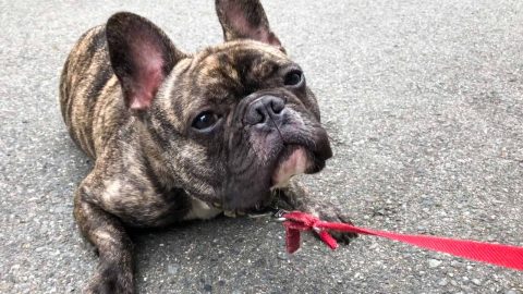 Is Your Dog Refusing To Walk? Here's What You Can Do To Help