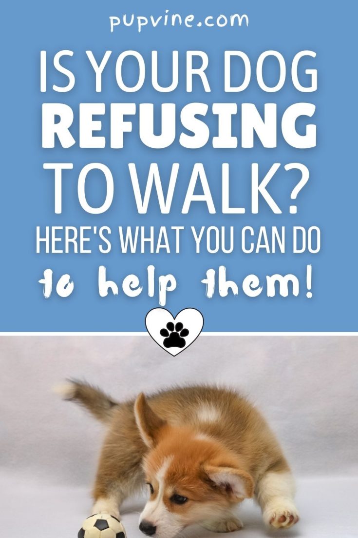 Is Your Dog Refusing To Walk? Here's What You Can Do To Help Them!