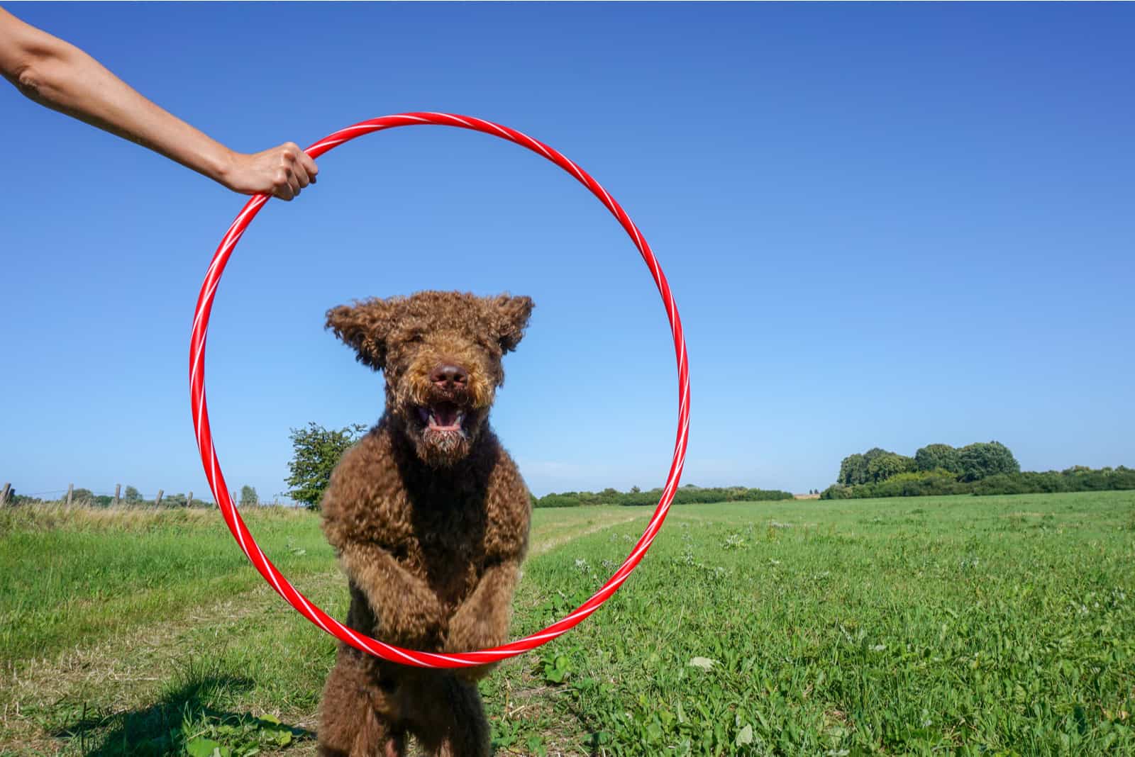 F1 Labradoodle – The First Generation Labrador And Poodle Mix