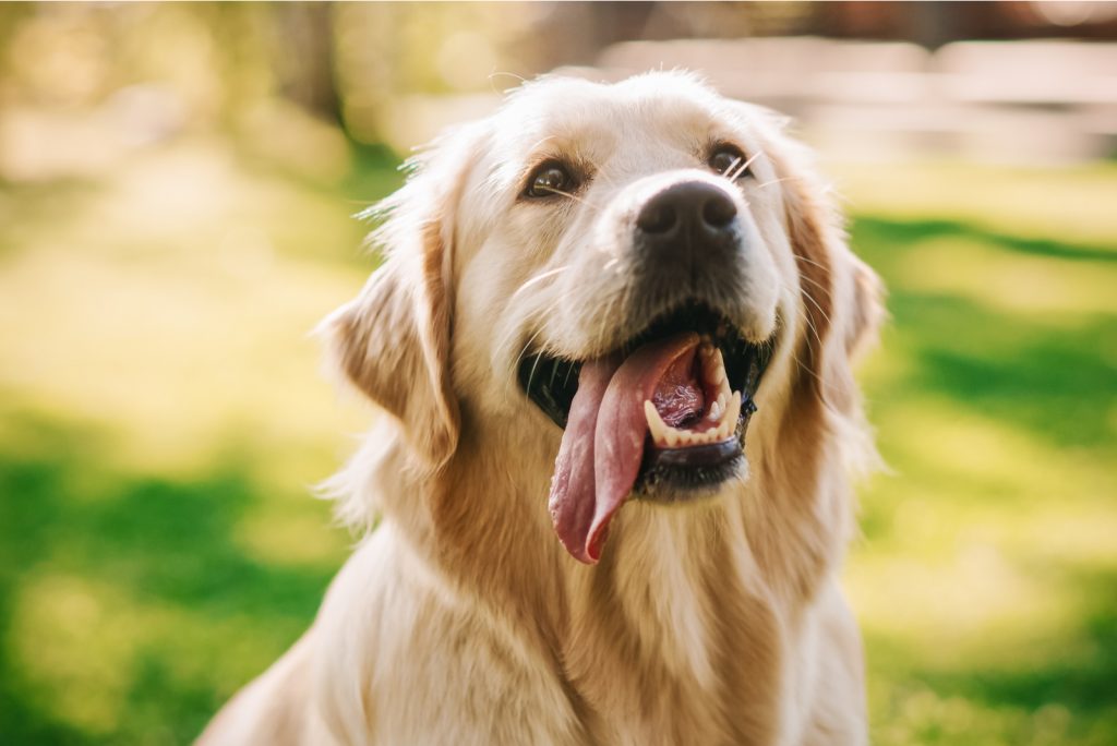 Why Is Show Golden Retriever Special & Should You Get One?