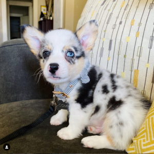 Merle Corgi – 7 Things You Need To Know Before Buying