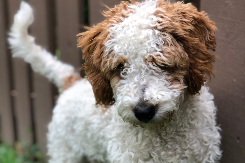 Mini Goldendoodle: What You Need To Know Before Buying