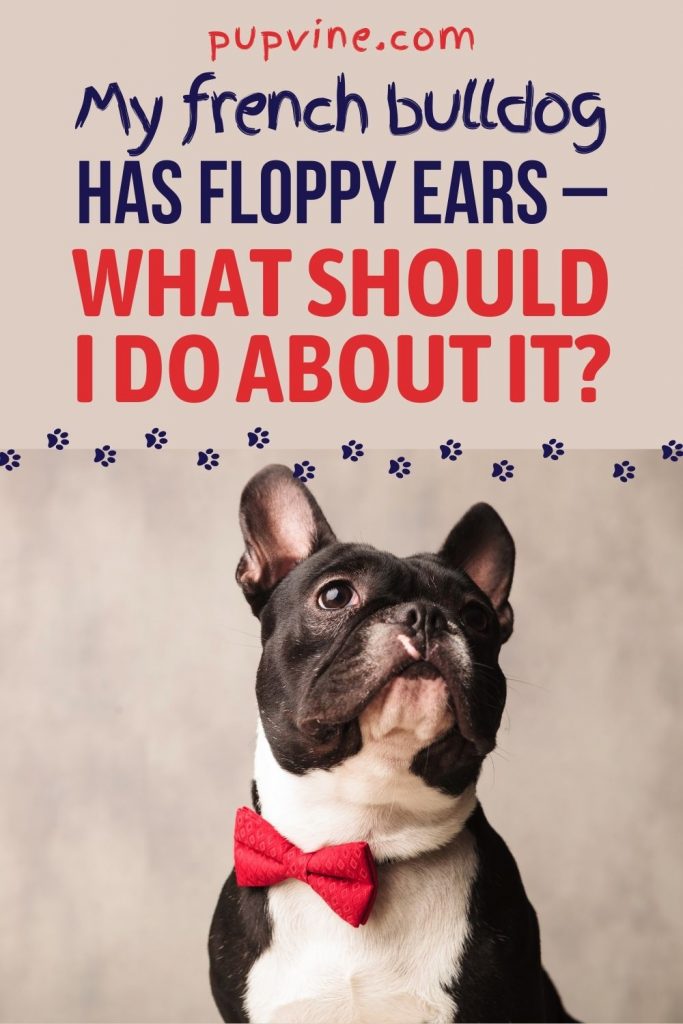 My French Bulldog Has Floppy Ears – What Should I Do About It?