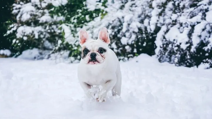 What Colour Is Pied French Bulldog