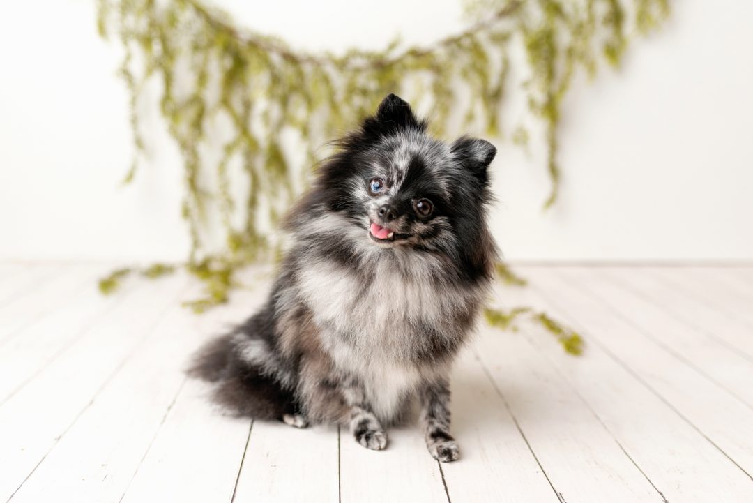Pomeranians 101: All About The Breed And The Special Merle Pomeranian